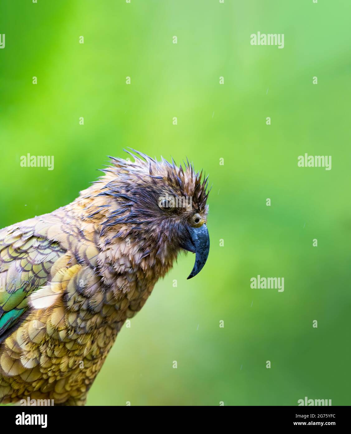 New Zealand Kea Alpine Parrot Stock Photo - Alamy