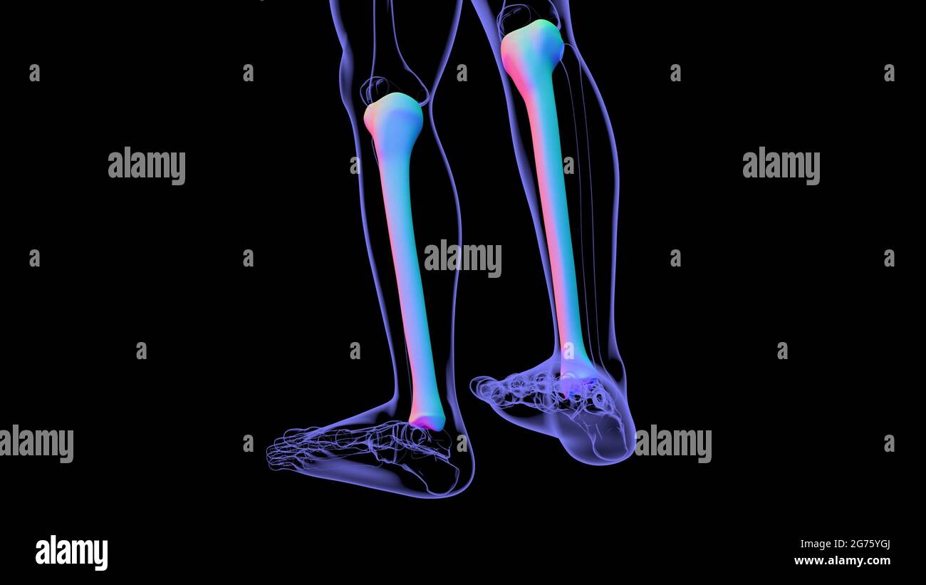 Human skeleton anatomy Tibia Bone 3D Rendering For Medical Concept ...