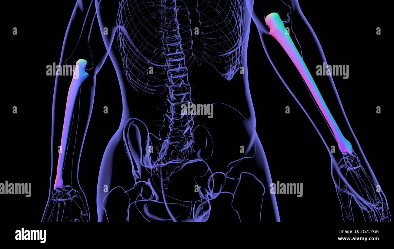 Human skeleton anatomy Ulna Bone 3D Rendering For Medical Concept Stock ...