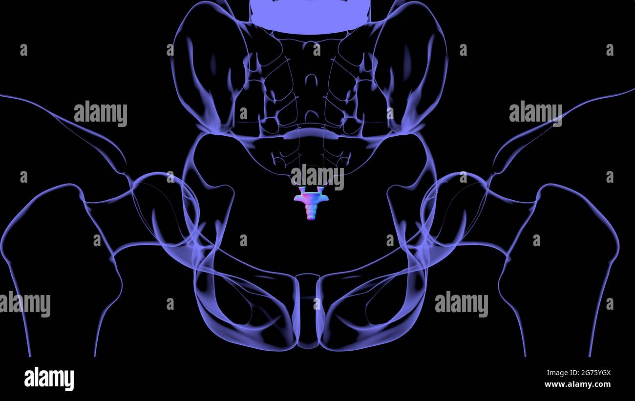 Human Skeleton Vertebral Column Coccyx or tail bone Anatomy 3D ...