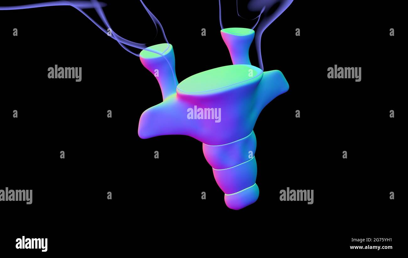 Human Skeleton Vertebral Column Coccyx or tail bone Anatomy 3D ...