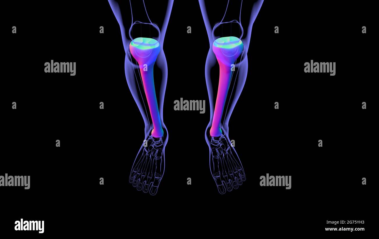 Human skeleton anatomy Tibia Bone 3D Rendering For Medical Concept ...
