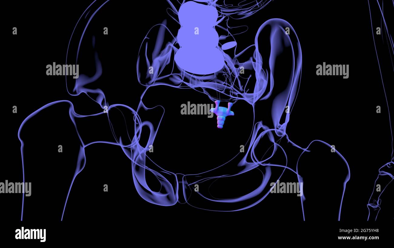 Coccyx tail hi-res stock photography and images - Alamy