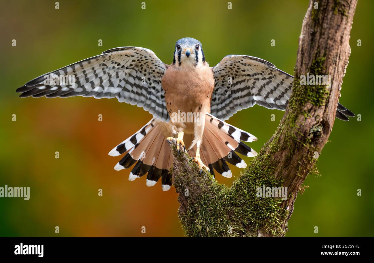 Close flight shot female kestrel hi-res stock photography and images ...