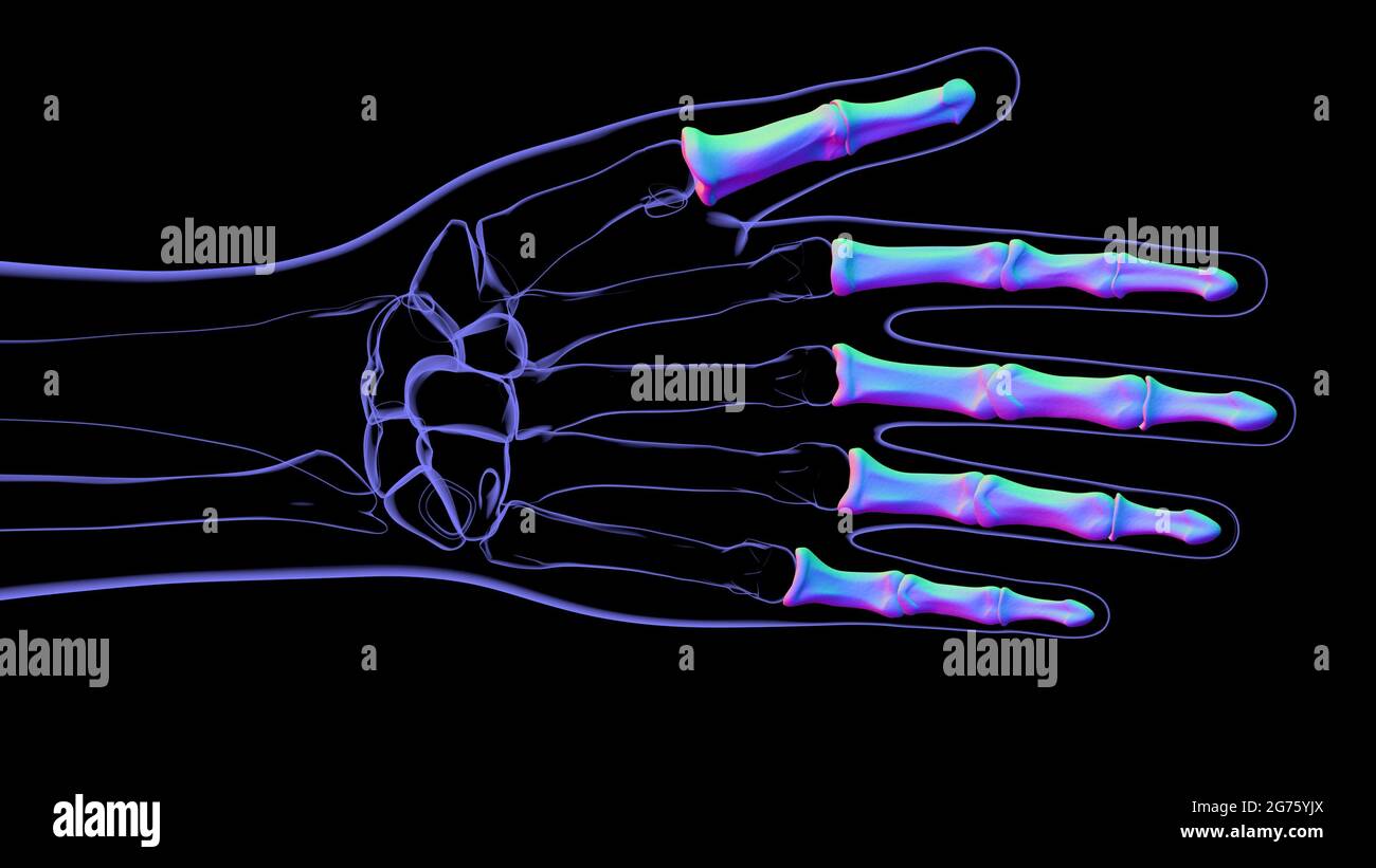 Human Skeleton Hand Phalanges Bone Anatomy For Medical Concept 3D ...