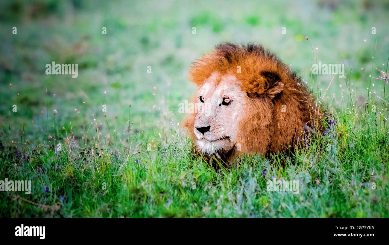 Male lion head shot profile hi-res stock photography and images - Alamy