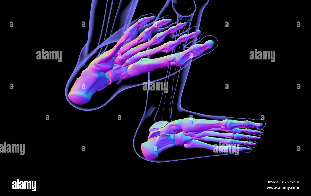 Human Skeleton Foot bones Anatomy For Medical Concept 3D Illustration ...