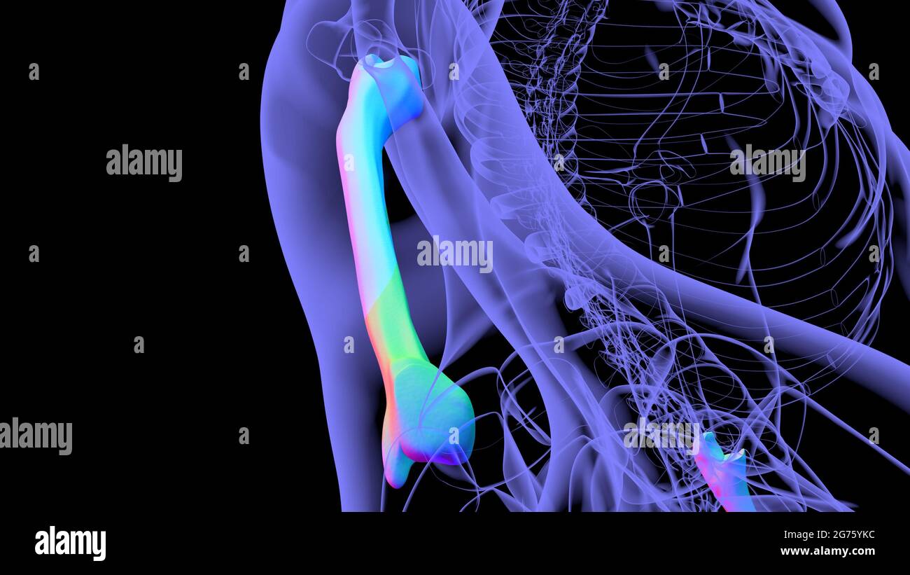Human skeleton anatomy Ulna Bone 3D Rendering For Medical Concept Stock ...