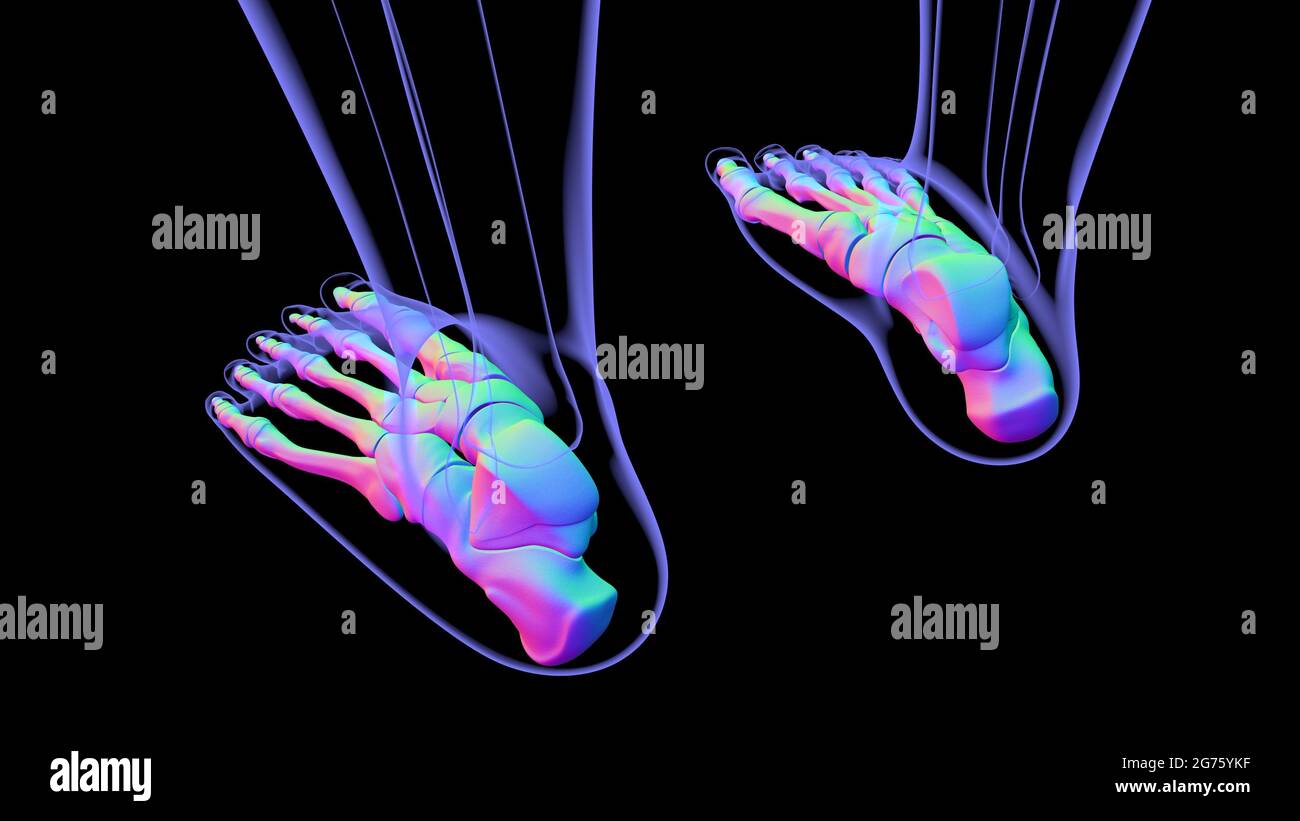 Human Skeleton Foot bones Anatomy For Medical Concept 3D Illustration ...
