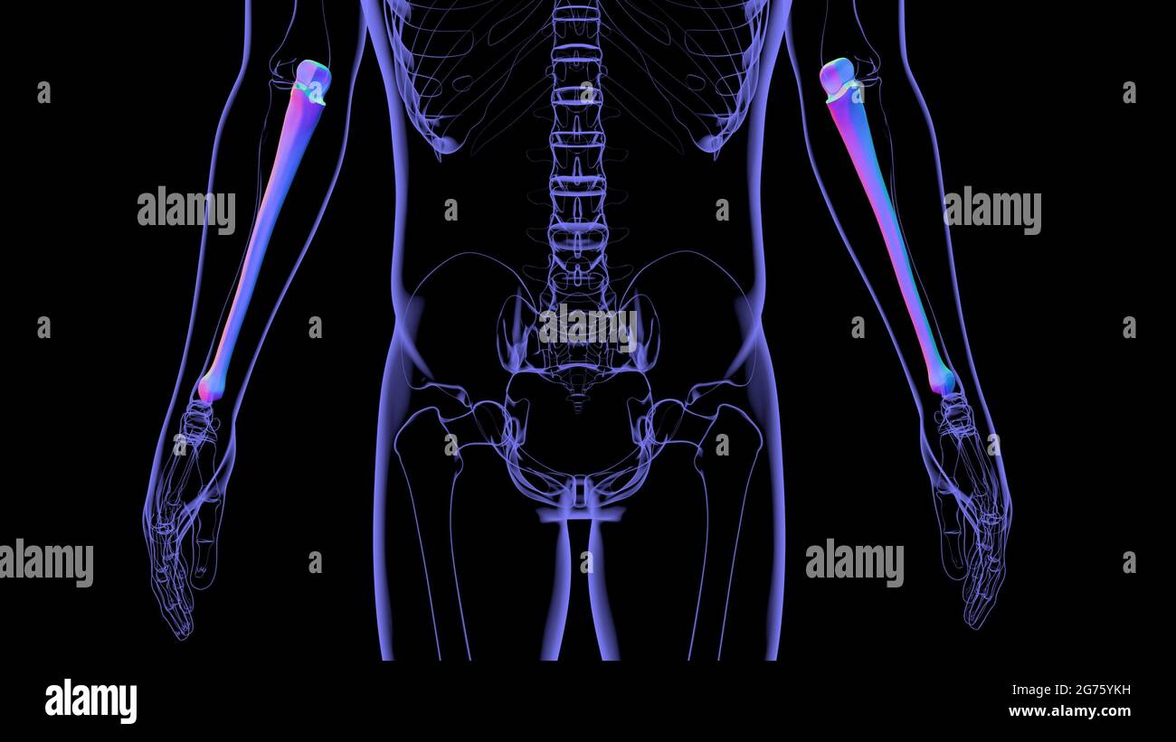 Human skeleton anatomy Ulna Bone 3D Rendering For Medical Concept Stock ...