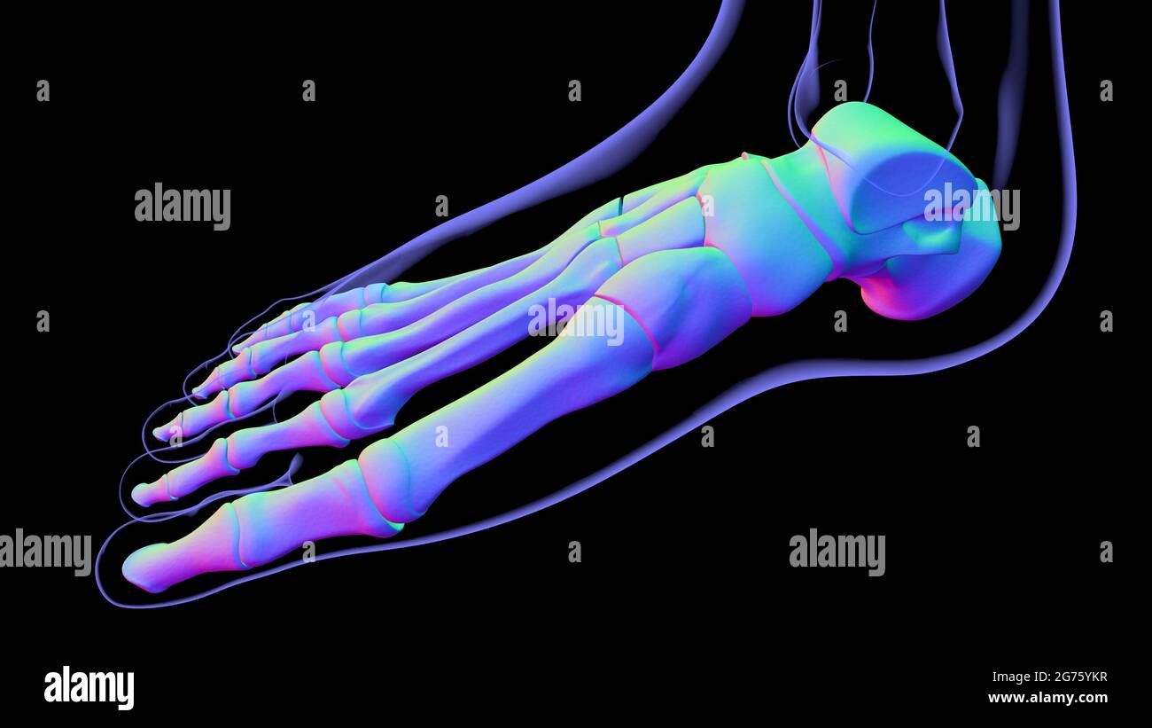 Human Foot Anatomy High Resolution Stock Photography and Images - Alamy