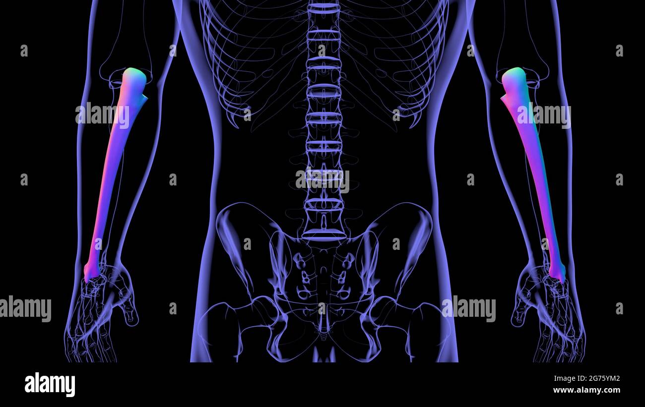Human skeleton anatomy Ulna Bone 3D Rendering For Medical Concept Stock ...
