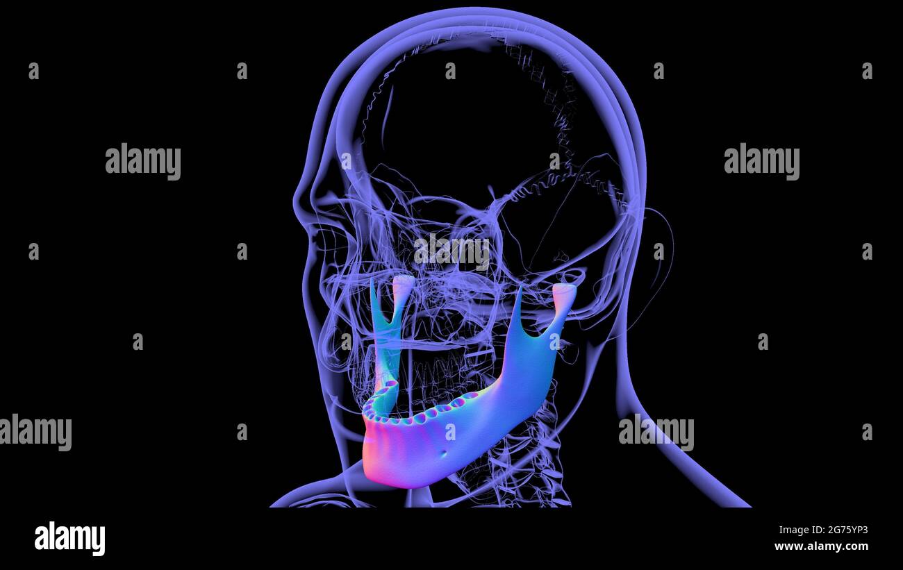 Human Skeleton Skull Mandible Bone Anatomy For Medical Concept 3D ...
