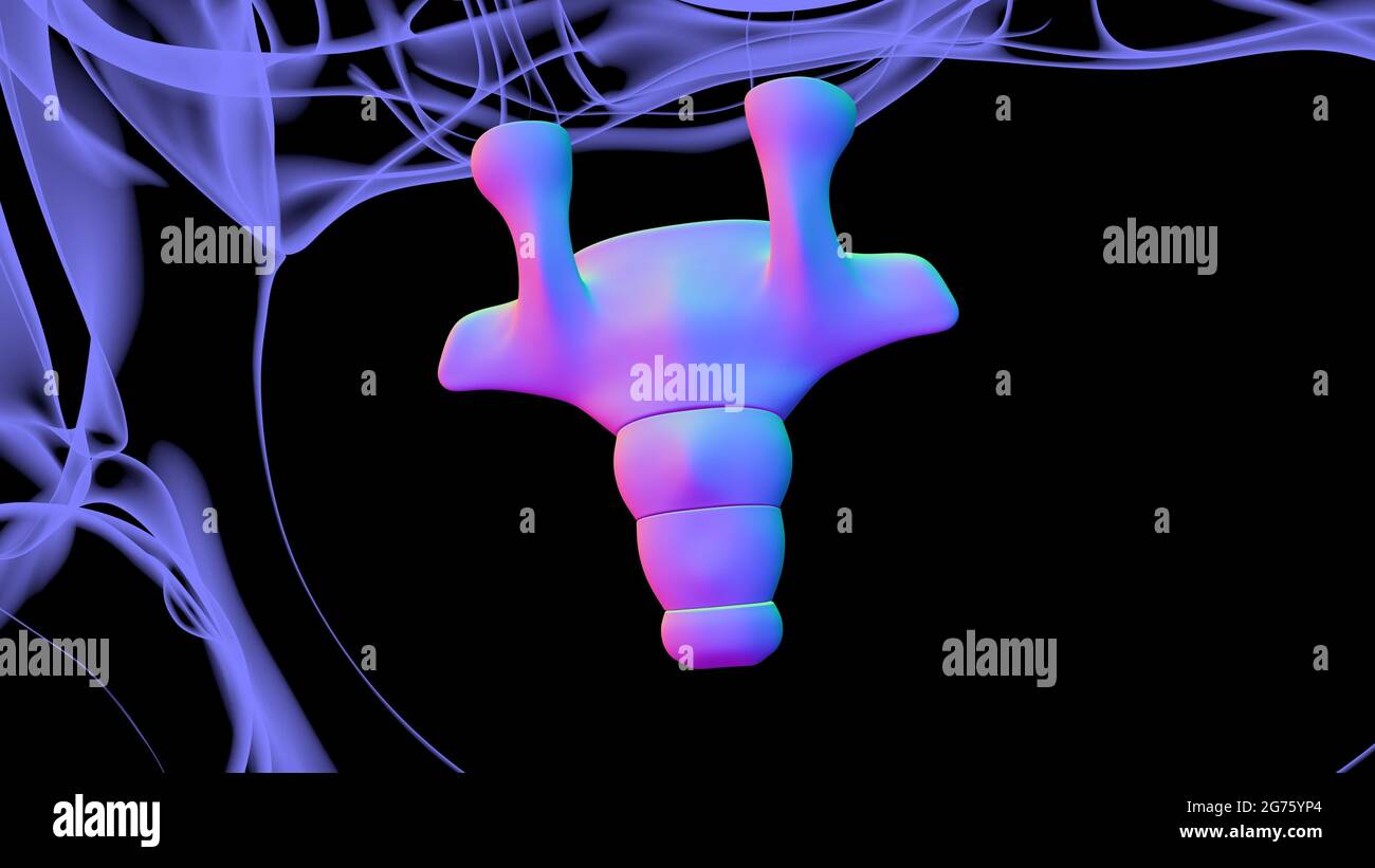 Human Skeleton Vertebral Column Coccyx or tail bone Anatomy 3D ...