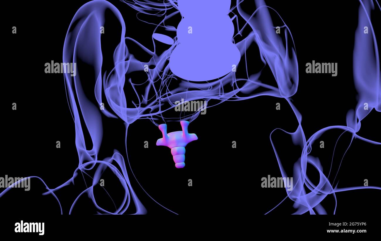 Human Skeleton Vertebral Column Coccyx or tail bone Anatomy 3D ...