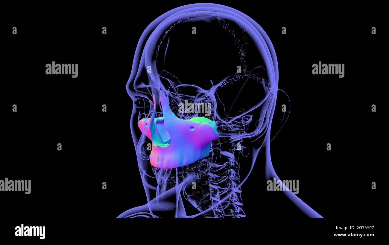 Human Skeleton Skull Maxillal Bone Anatomy For Medical Concept 3D ...