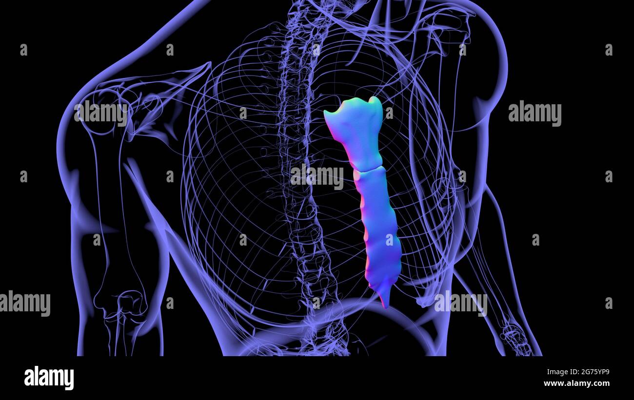 Human Skeleton Sternum Bone Anatomy For Medical Concept 3D Illustration ...