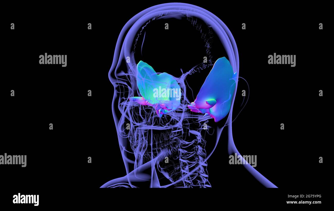 Human Skeleton Skull Temporal Bone Anatomy For Medical Concept 3D ...