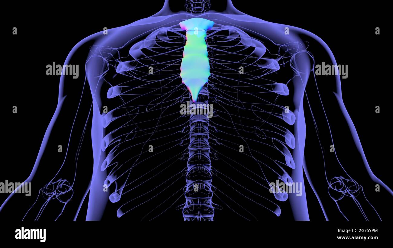 Human Skeleton Sternum Bone Anatomy For Medical Concept 3D Illustration ...