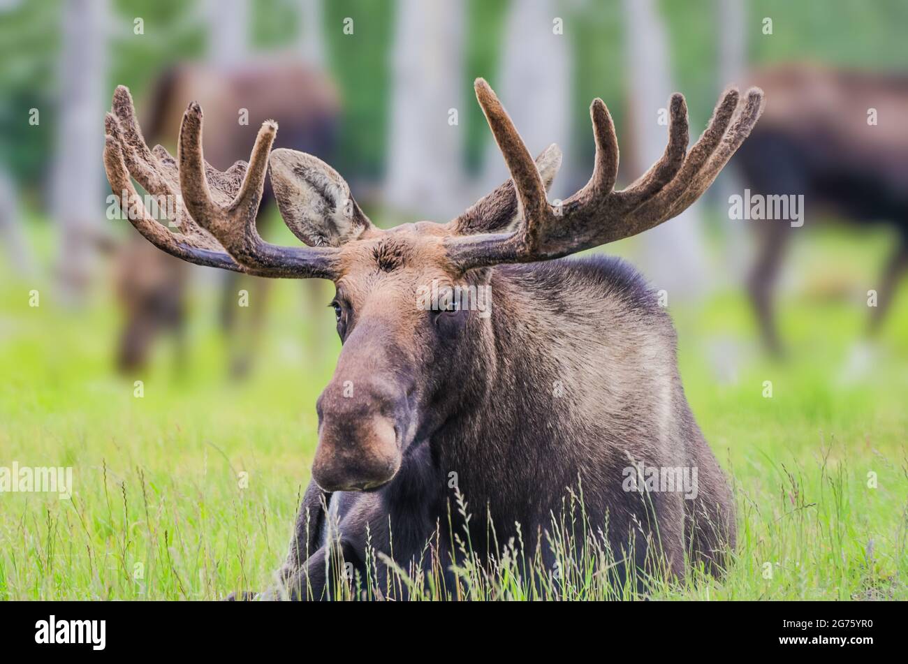 Bull moose finland forest hi-res stock photography and images - Alamy