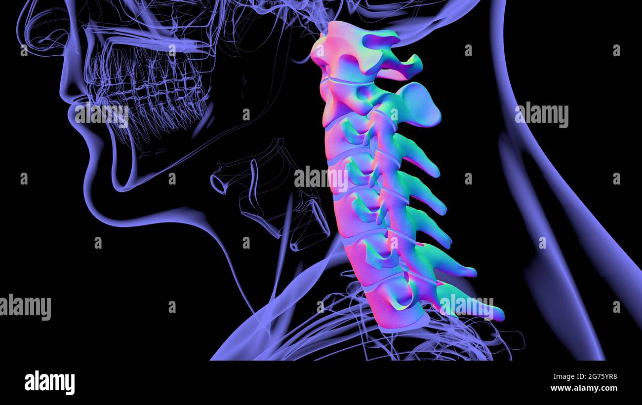 Human Skeleton Vertebral Column Cervical Vertebrae Anatomy 3D ...