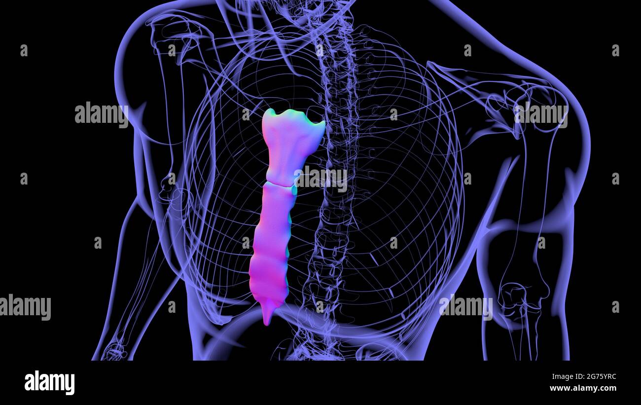 Human Skeleton Sternum Bone Anatomy For Medical Concept 3D Illustration ...