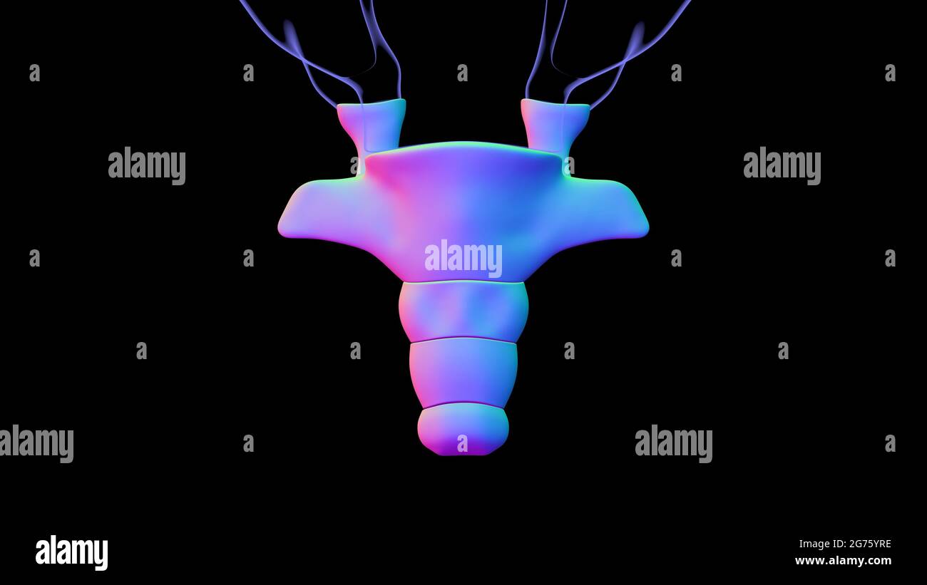 Coccyx tail hi-res stock photography and images - Alamy