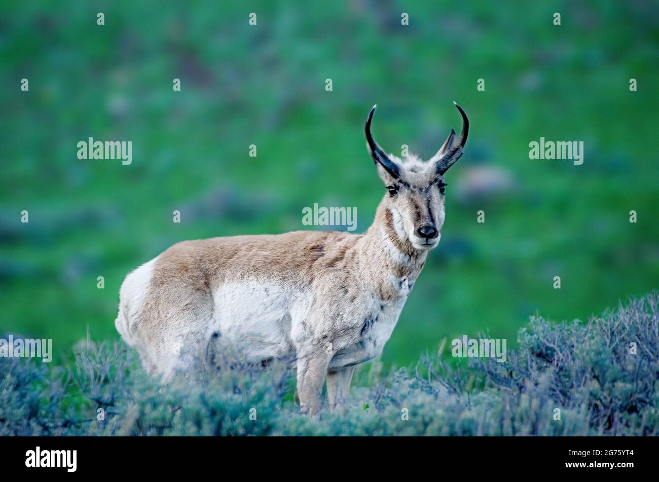 Pronghorn arizona hi-res stock photography and images - Alamy