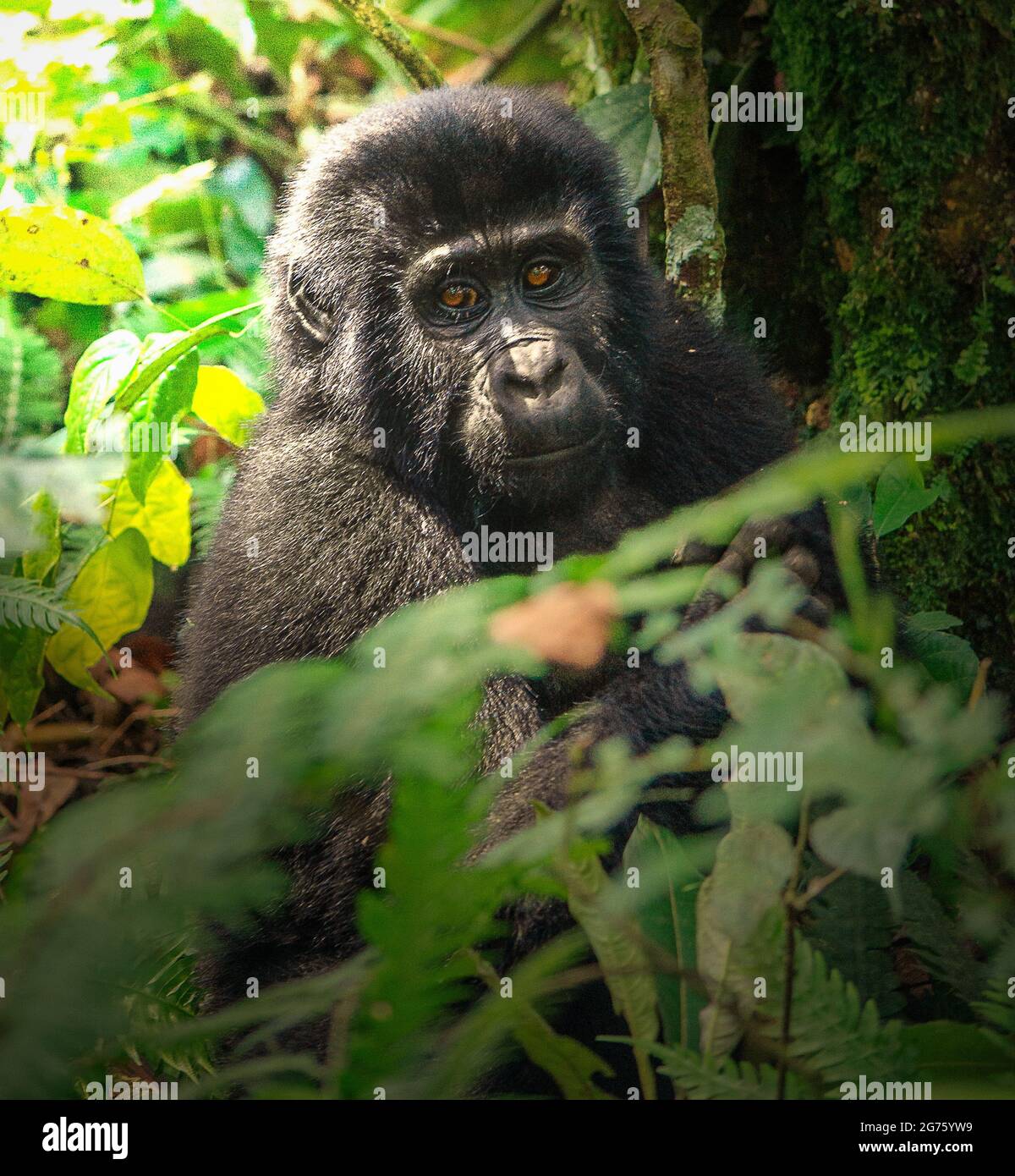 Portrait mountain gorilla standing hi-res stock photography and images ...