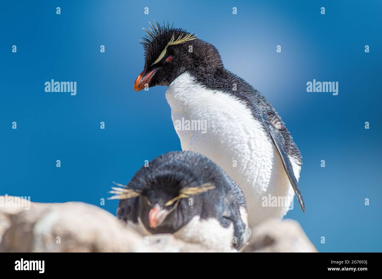 Southern rockhopper penguin swim hi-res stock photography and images ...