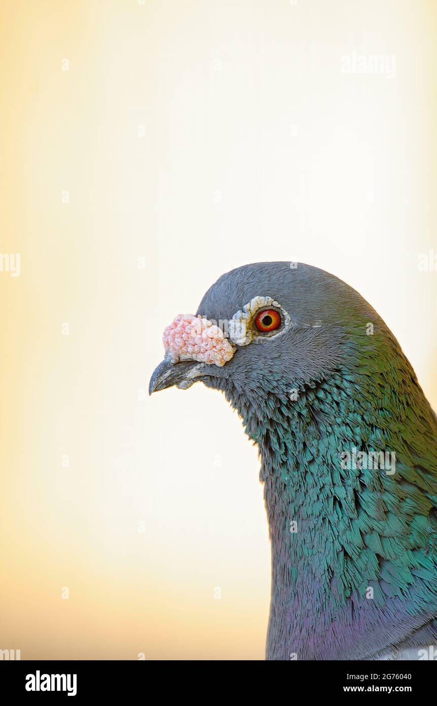 Domestic pigeon profile hi-res stock photography and images - Alamy