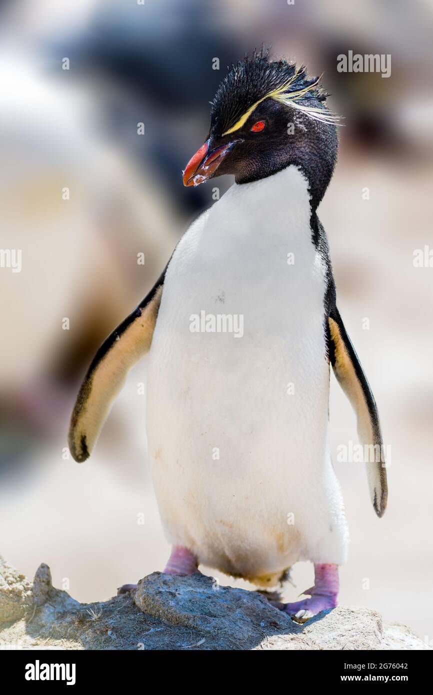 Southern rockhopper penguin swim hi-res stock photography and images ...