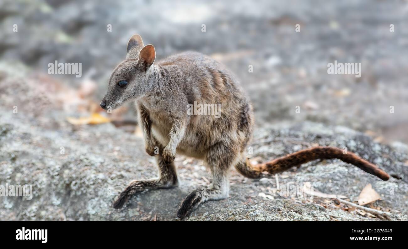 Bush tailed rock wallaby hi-res stock photography and images - Alamy