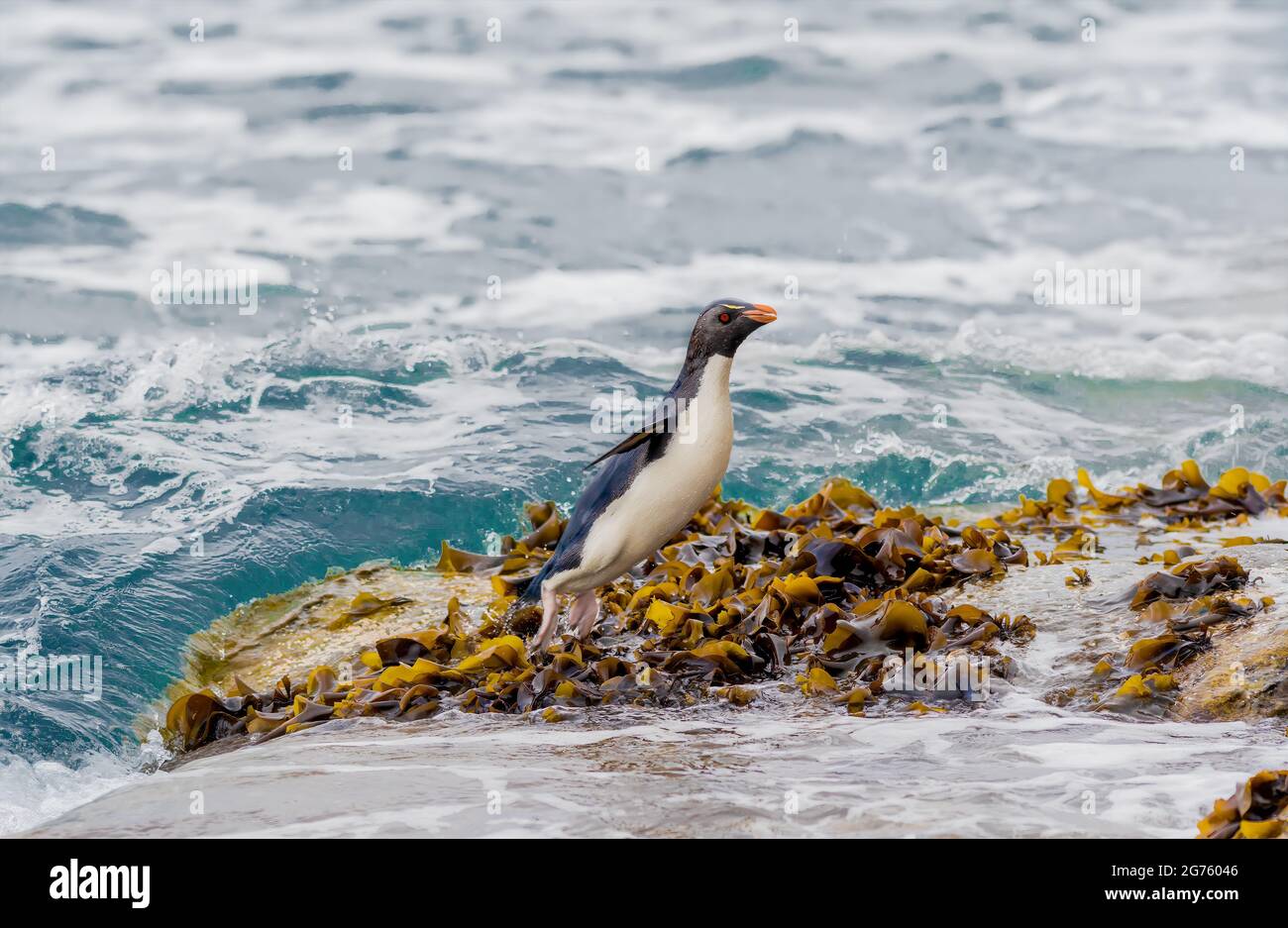Rockhopper penguin jumping hi-res stock photography and images - Alamy