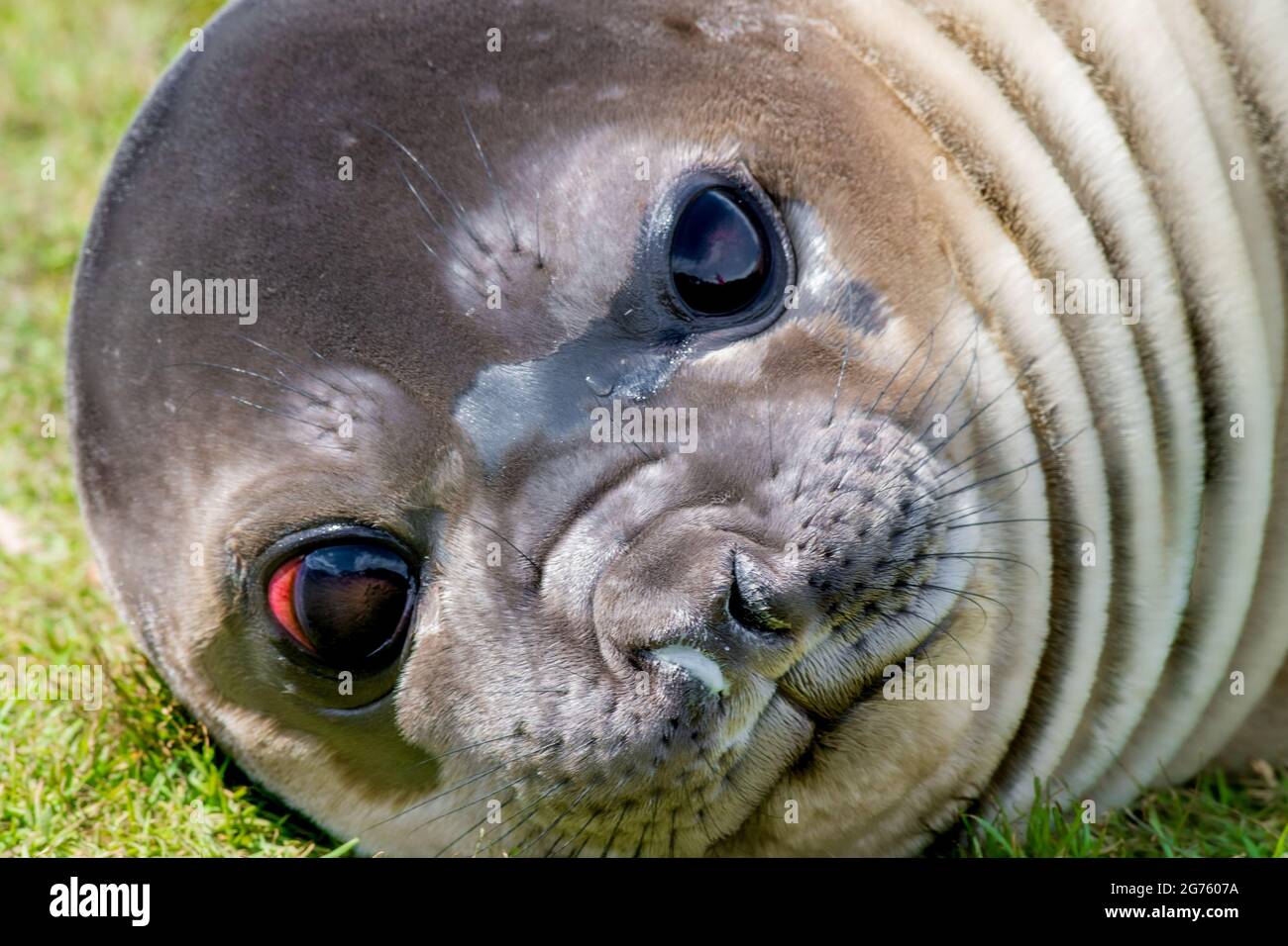 Southern Elephant Seal Pup Stock Photo - Alamy