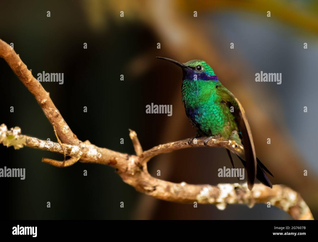 Violet kingfisher hi-res stock photography and images - Alamy