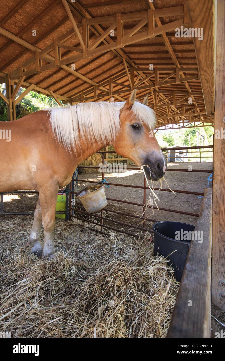 Amazing brown horse eating straw in the stable Stock Photo - Alamy