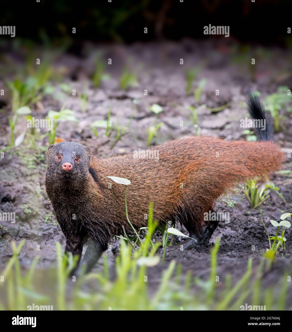 Indian mongoose eating hi-res stock photography and images - Alamy
