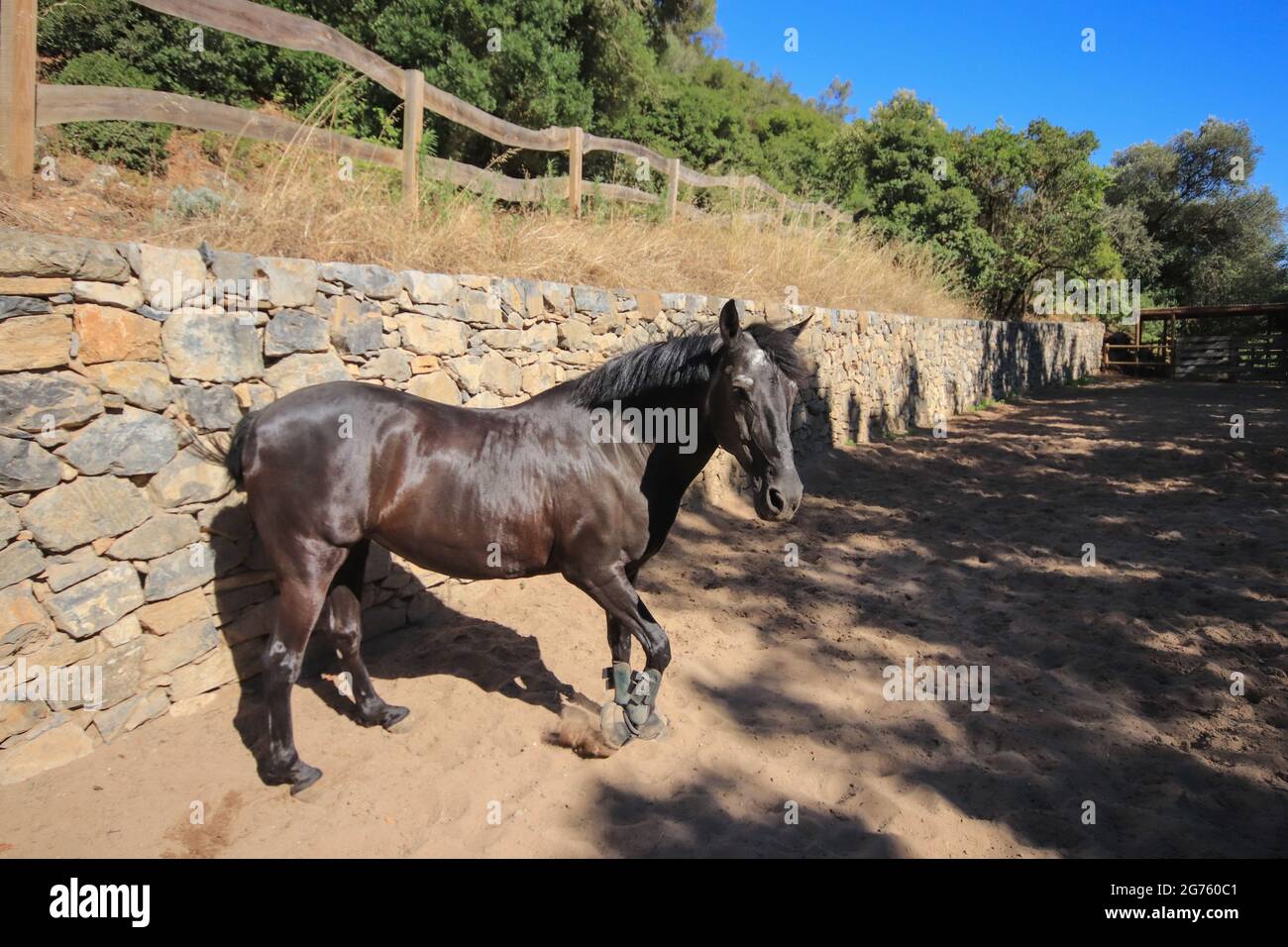 Amazing black horse in a stable Stock Photo - Alamy