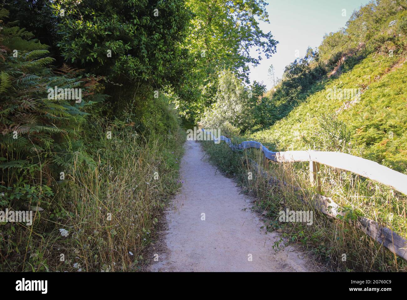 Amazing and relaxing path in the forest. hiking trail Surrounded by ...