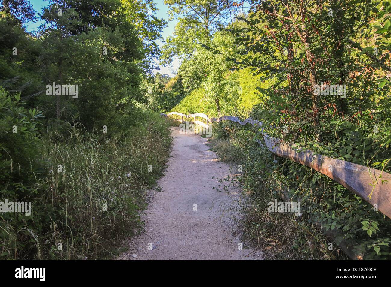 Amazing and relaxing path in the forest. hiking trail Surrounded by ...