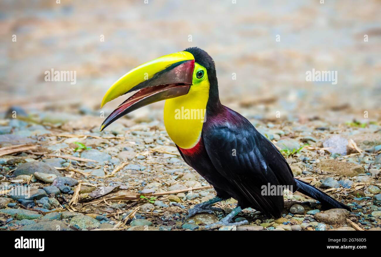 Chestnut Mandibled Toucan Stock Photo - Alamy