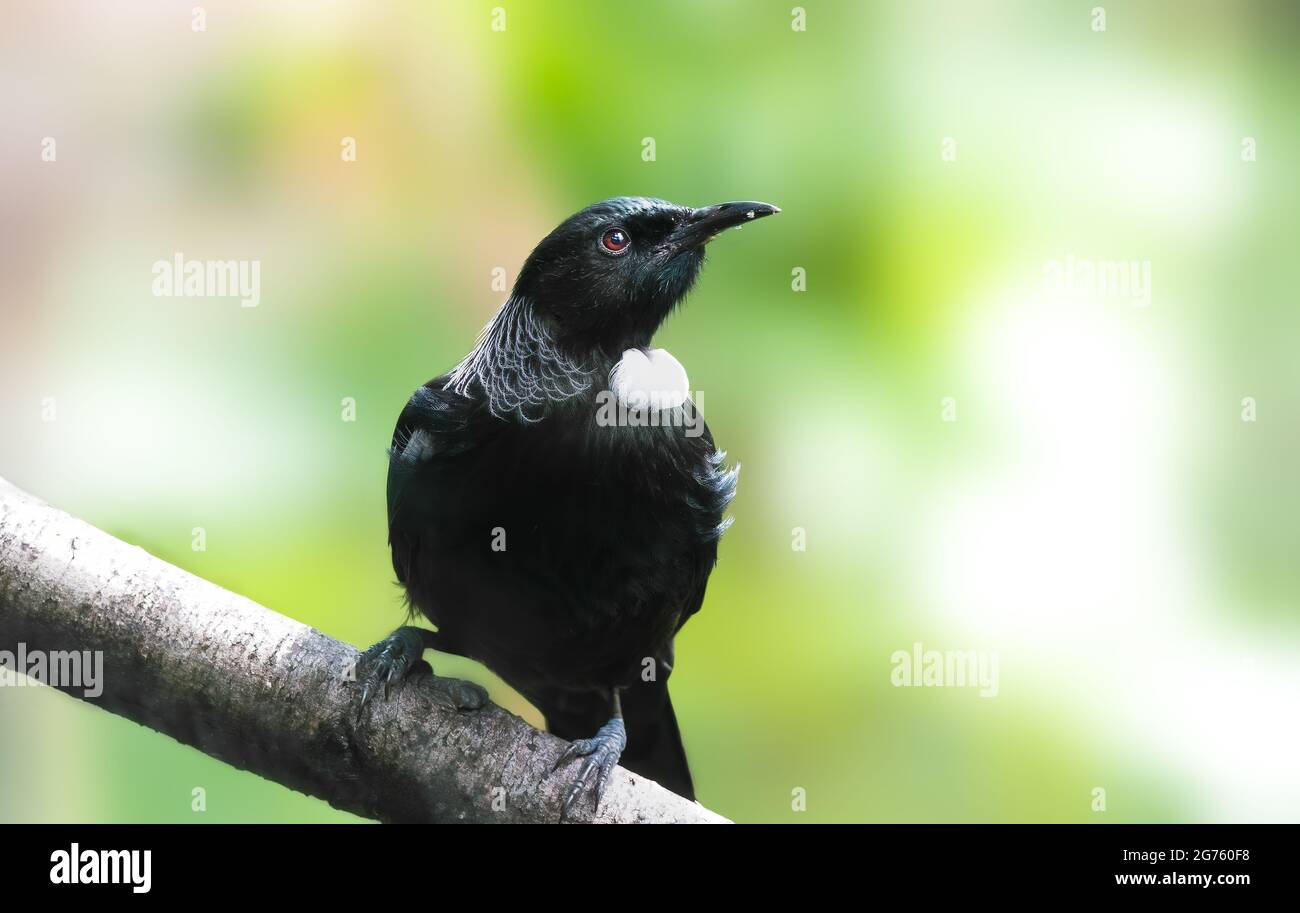Tui bird conservation hi-res stock photography and images - Alamy
