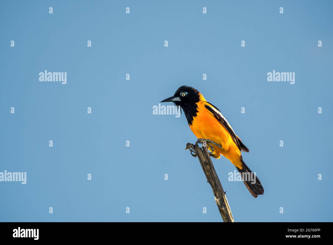 Yellow troupial hi-res stock photography and images - Alamy