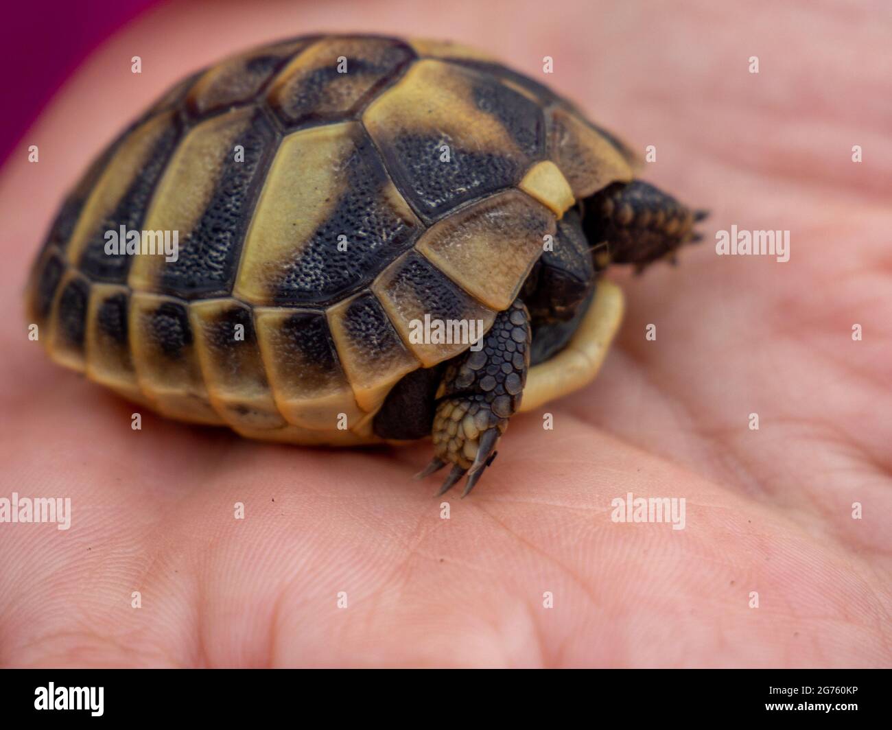 Baby turtle on a hand hi-res stock photography and images - Alamy