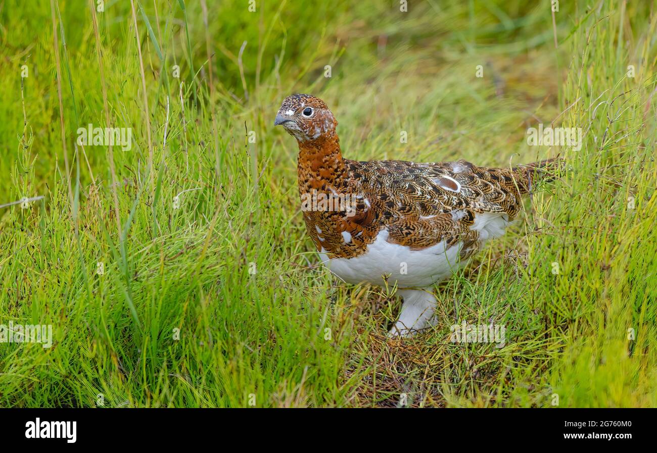 Ptarmigan arctic bird feather hi-res stock photography and images - Alamy