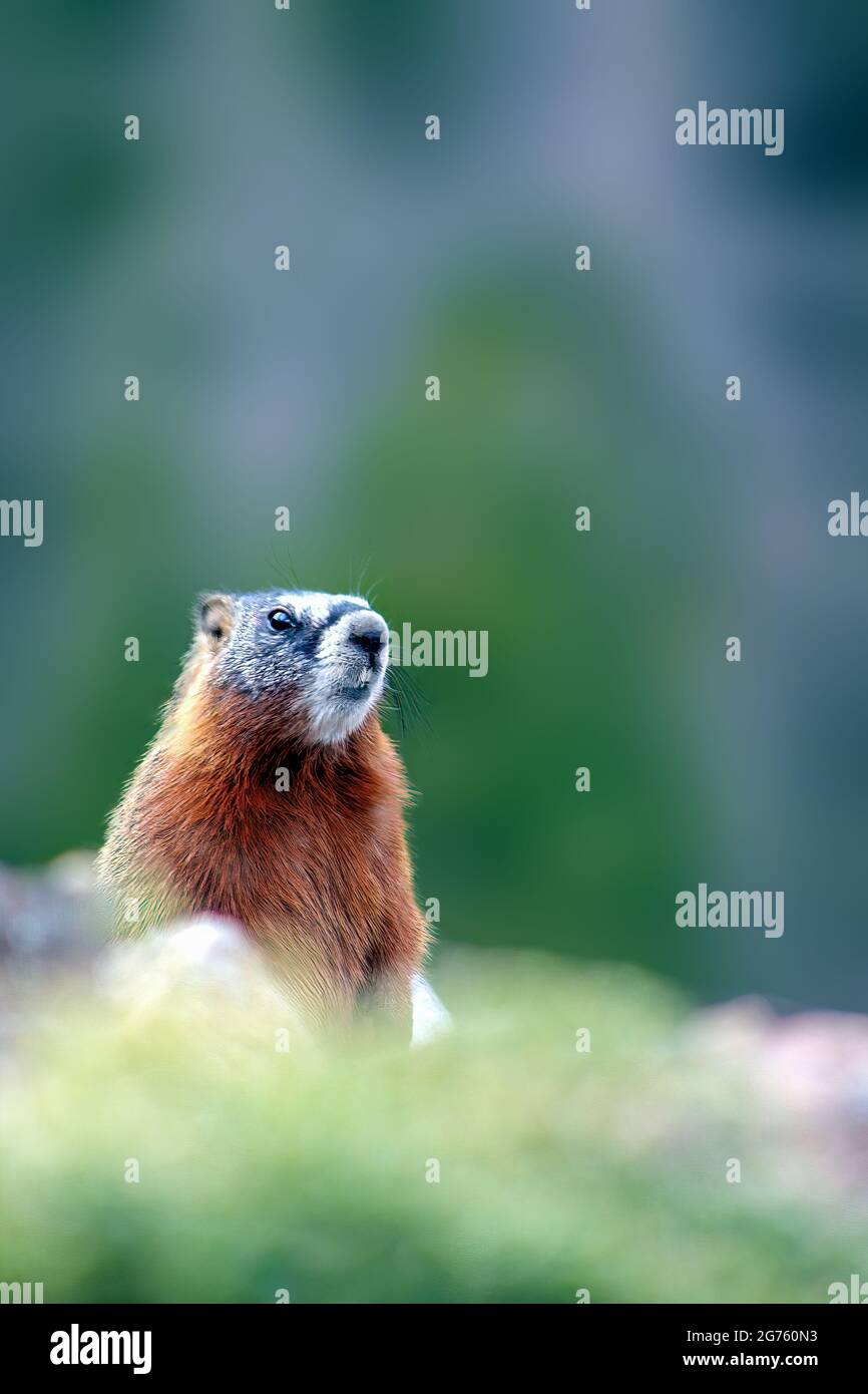 Chipmunk Den High Resolution Stock Photography and Images - Alamy