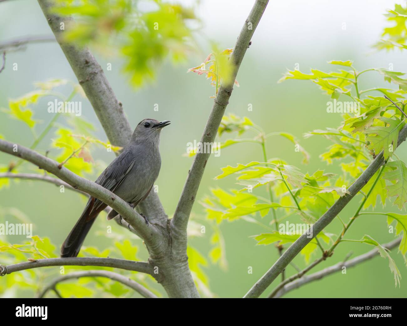Grey catbird flying hi-res stock photography and images - Alamy