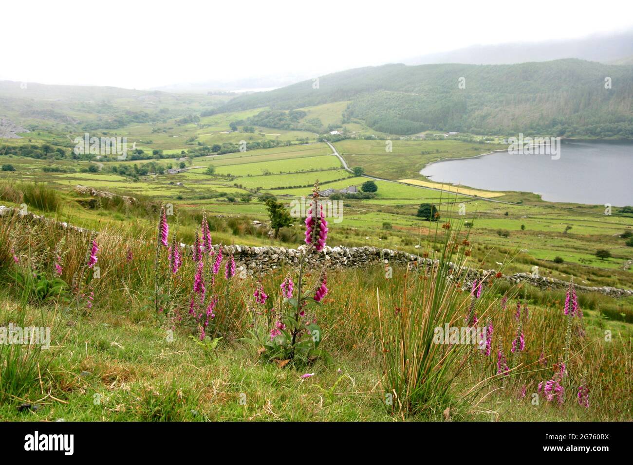 Wildflowers snowdonia hi-res stock photography and images - Alamy