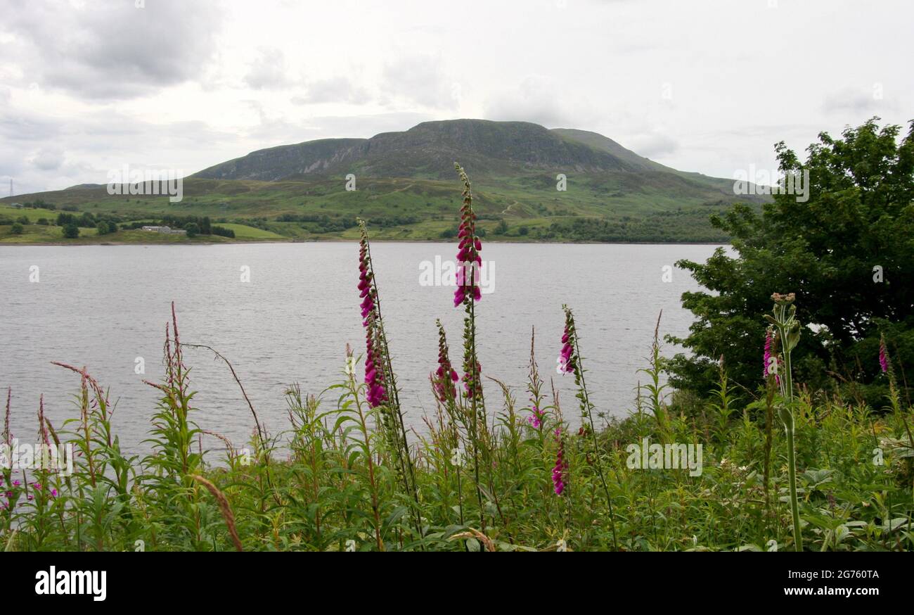 Wildflowers snowdonia hi-res stock photography and images - Alamy